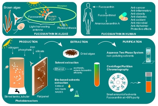 Marine Drugs | Free Full-Text | Fucoxanthin from Algae to Human, an Extraordinary Bioresource ...