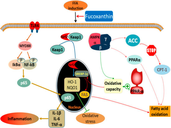 Fucoxanthin Attenuates Free Fatty Acid-Induced Nonalcoholic Fatty Liver ...