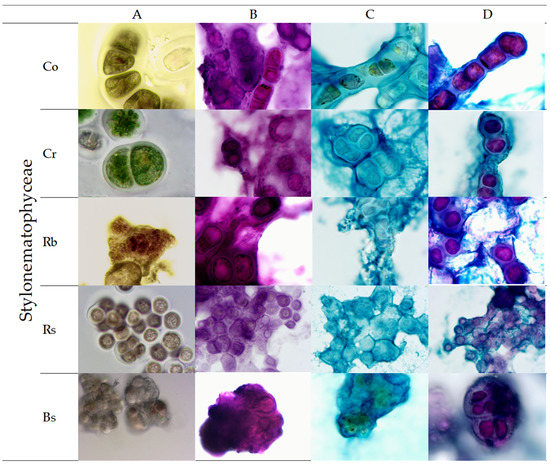 Exploring the Diversity of Red Microalgae for Exopolysaccharide Production