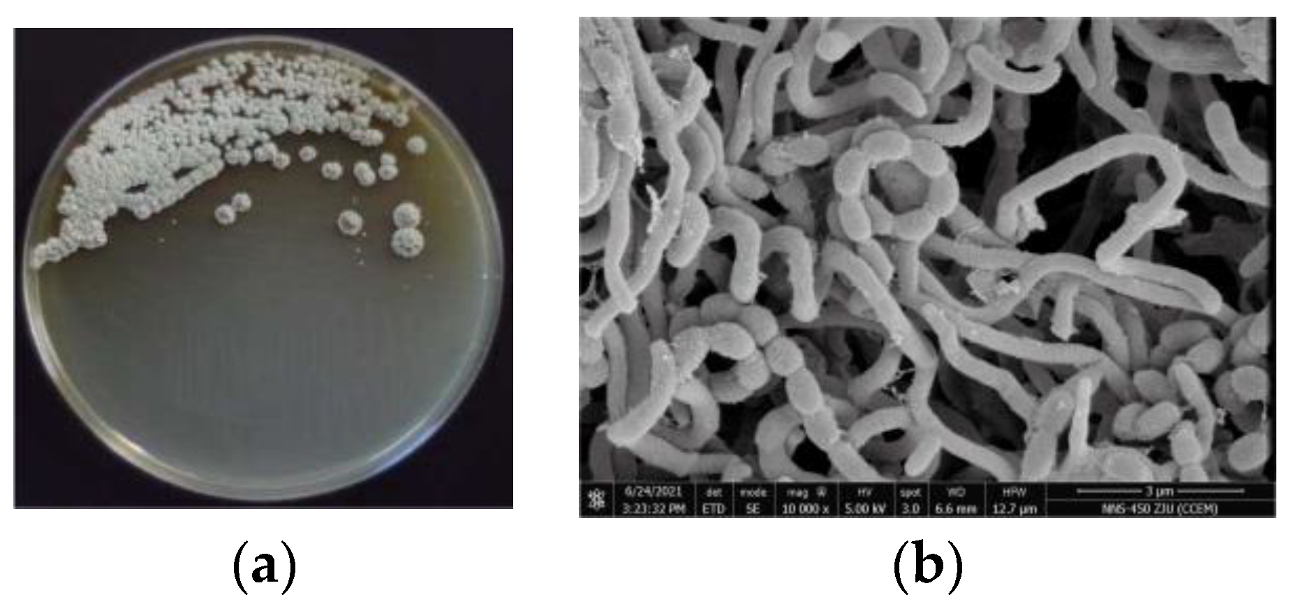 Comprehensive Genomic Analysis of Marine Strain Streptomyces sp. 891 ...
