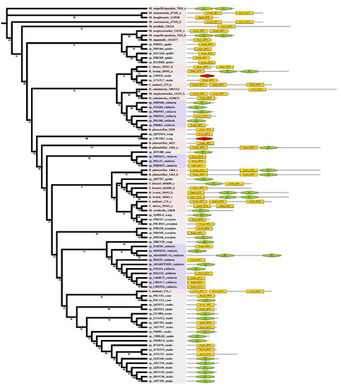 Transcriptomic Insights into the Diversity and Evolution of Myxozoa ...