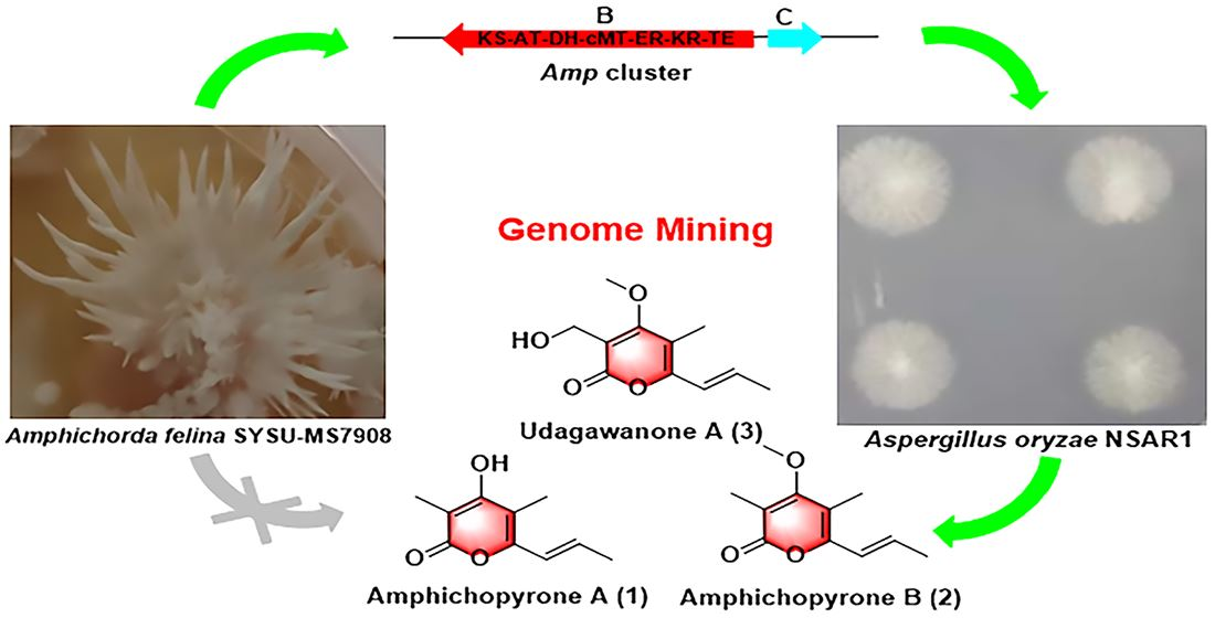Marine Drugs | Free Full-Text | Genome Mining of α-Pyrone Natural ...