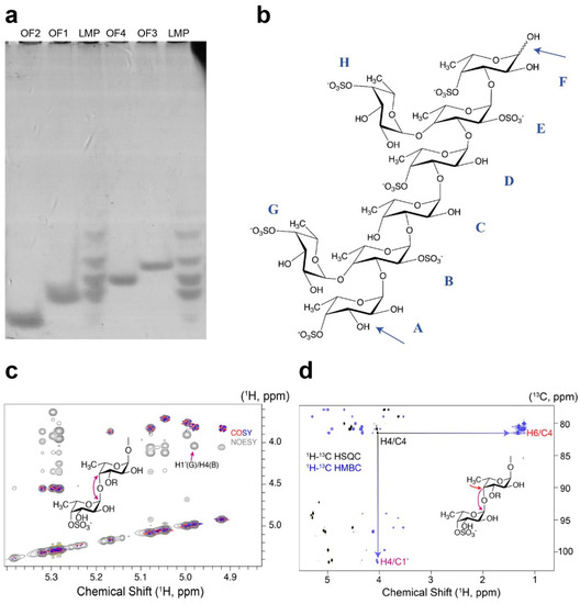 The Endo-α(1,3)-Fucoidanase Mef2 Releases Uniquely Branched ...