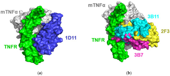 Identification of Anti-TNFα VNAR Single Domain Antibodies from ...