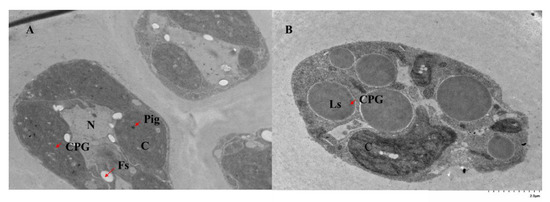 Identification, Characteristics and Function of Phosphoglucomutase (PGM ...