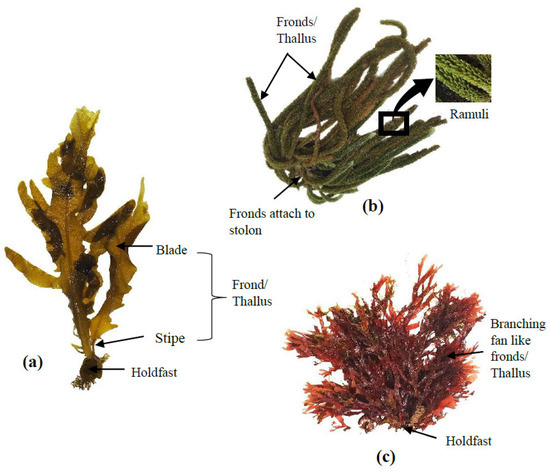Seaweed Phenolics as Natural Antioxidants, Aquafeed Additives ...