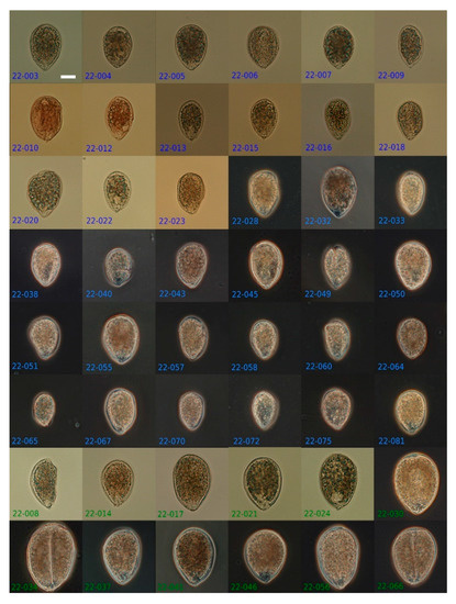 First Characterization of Ostreopsis cf. ovata (Dinophyceae) and ...