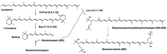 Archaea Carotenoids: Natural Pigments with Unexplored Innovative Potential