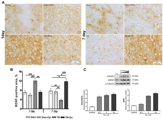 Synaptamide Modulates Astroglial Activity in Mild Traumatic Brain Injury