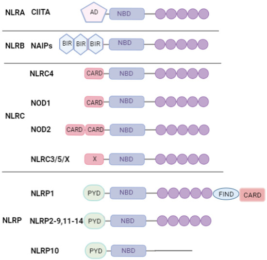 Innate Immunity Mechanisms in Marine Multicellular Organisms