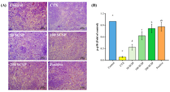 Marine Drugs | Free Full-Text | Immunoenhancing Effects of Cyclina ...