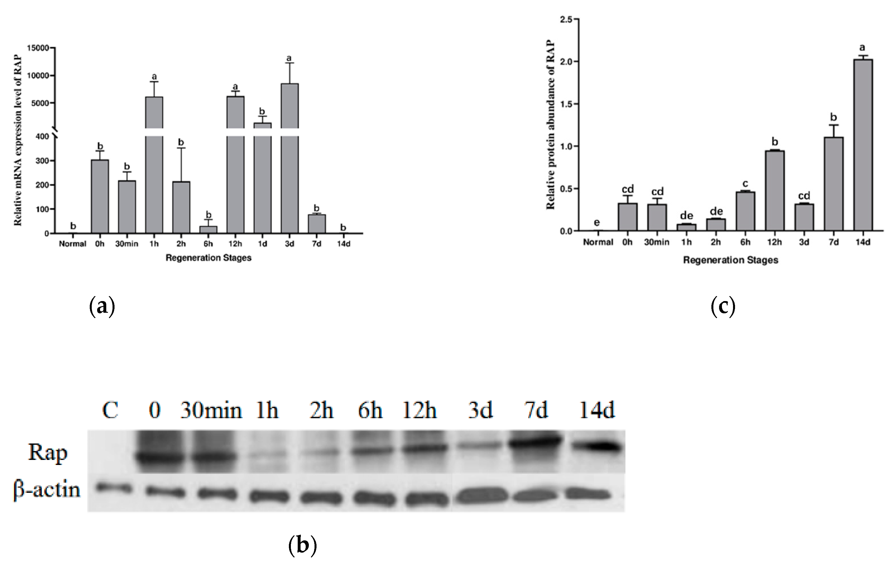 Characterization and Expression Analysis of Regeneration-Associated ...