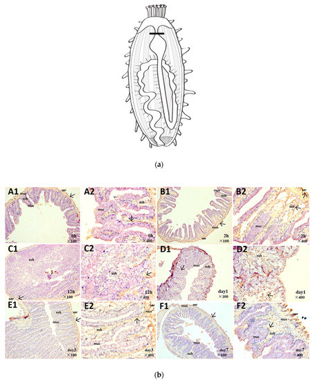 Characterization and Expression Analysis of Regeneration-Associated ...