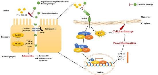 Marine Drugs | Free Full-Text | High Molecular Weight Fucoidan Restores ...