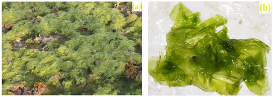 Marine Alga Ulva fasciata-Derived Molecules for the Potential Treatment ...