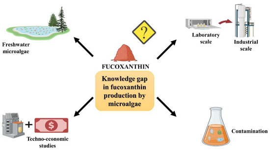 Fucoxanthin Production of Microalgae under Different Culture Factors: A ...
