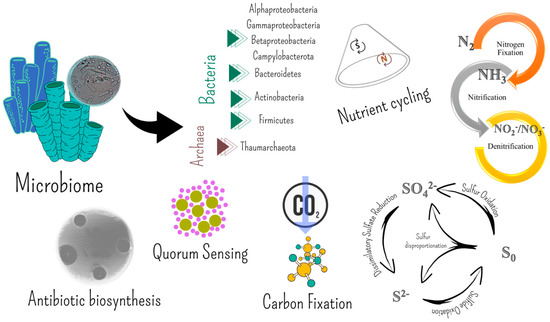 Bacteria Associated with Benthic Invertebrates from Extreme Marine ...