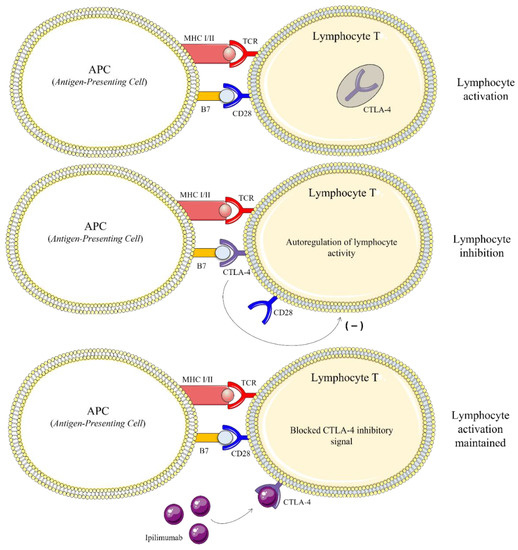 Carotenoids from Marine Microalgae as Antimelanoma Agents
