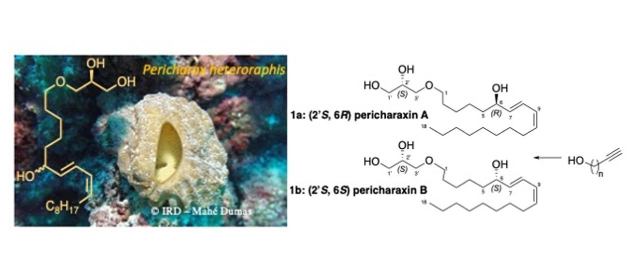 Marine Drugs Free Full Text Isolation Synthesis And Absolute