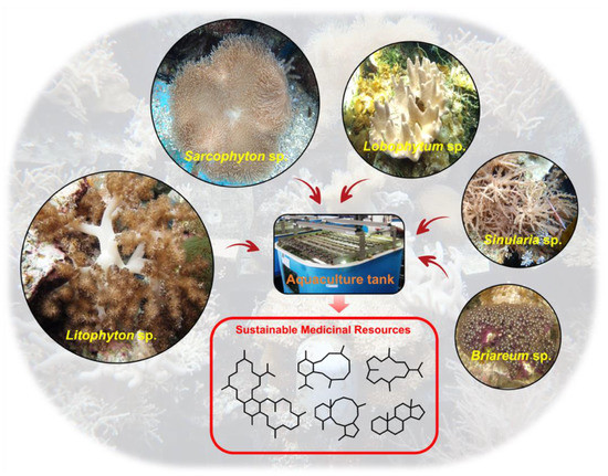 Towards Sustainable Medicinal Resources through Marine Soft Coral ...