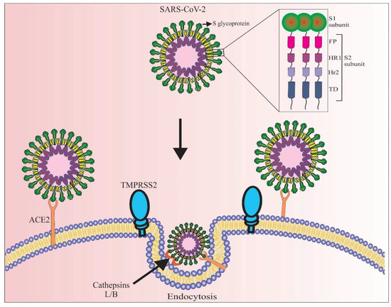 Microalgae as an Efficient Vehicle for the Production and Targeted ...