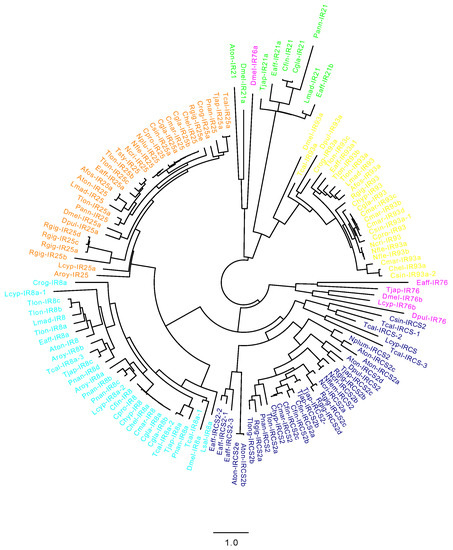 Chemosensory-Related Genes in Marine Copepods