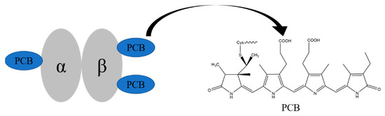 The Inhibitory Effect of Phycocyanin Peptide on Pulmonary Fibrosis In Vitro