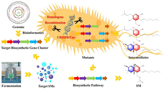 Application of Gene Knockout and Heterologous Expression Strategy in ...