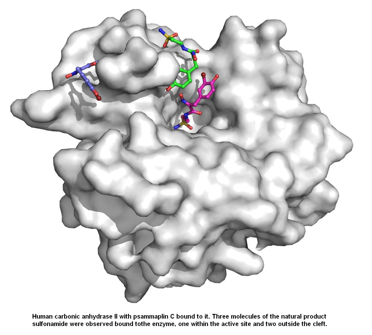 Marine Drugs | Free Full-Text | Carbonic Anhydrase Inhibitors from ...