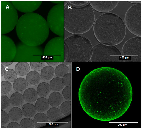 Alginate Microsphere Encapsulation of Drug-Loaded Nanoparticles: A ...