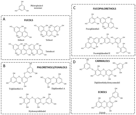 Overview of Phlorotannins’ Constituents in Fucales