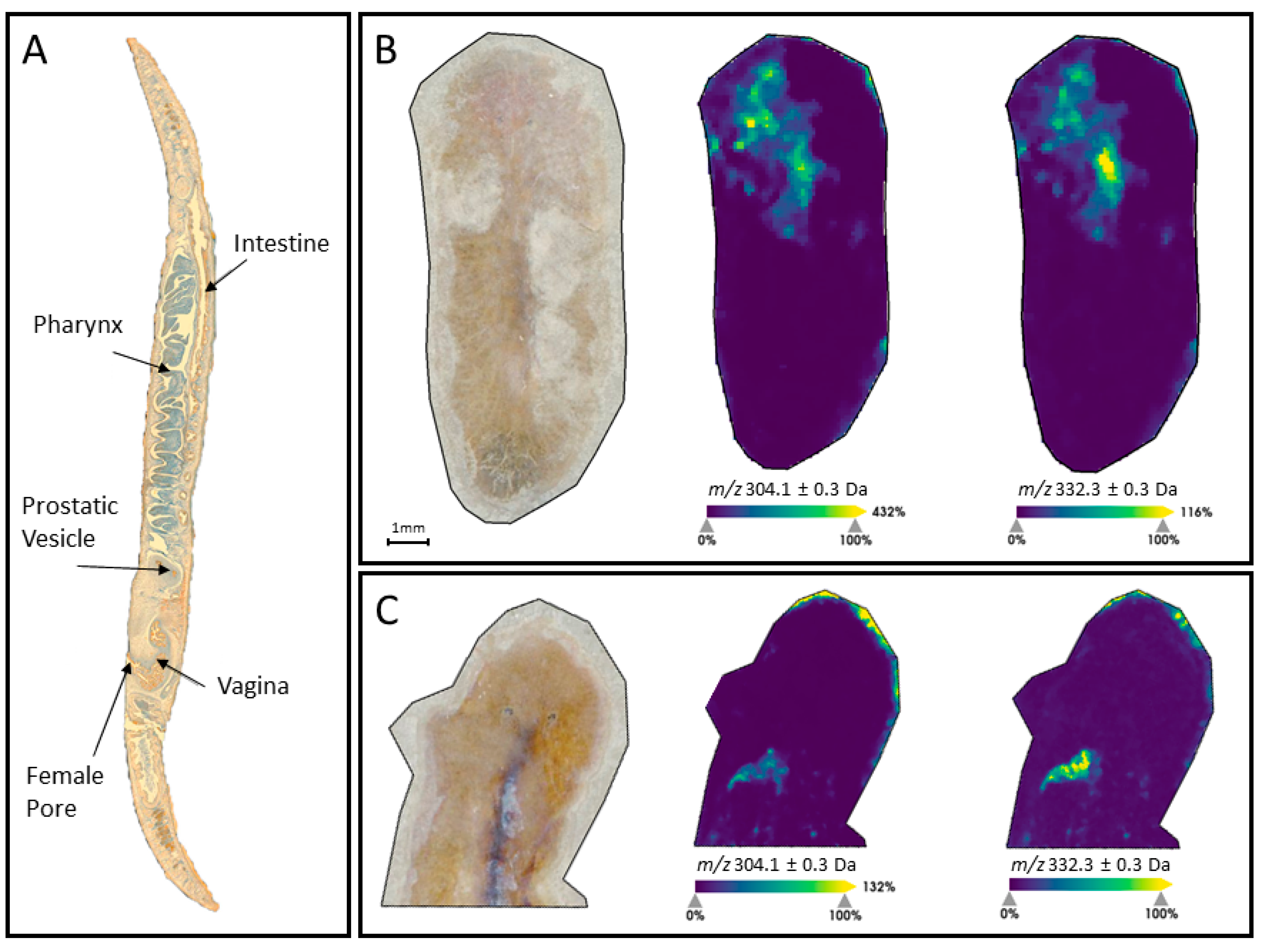 Structural Characterization and Spatial Mapping of Tetrodotoxins in ...