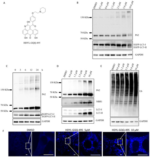 Marine-Derived Natural Product HDYL-GQQ-495 Targets P62 to Inhibit ...