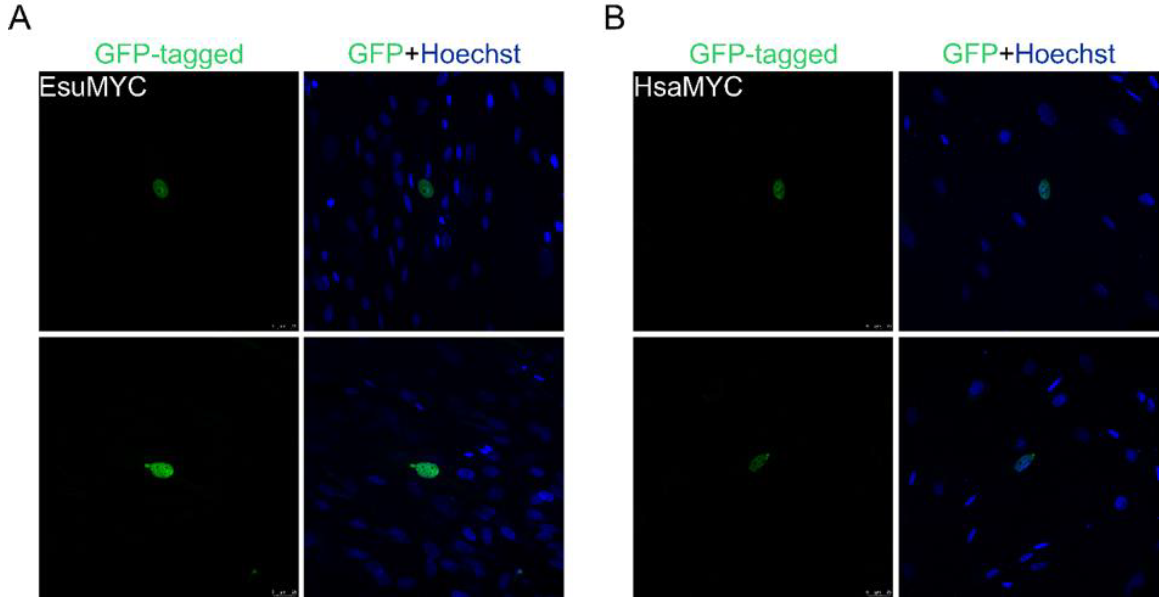 Transfection of Sponge Cells and Intracellular Localization of Cancer ...