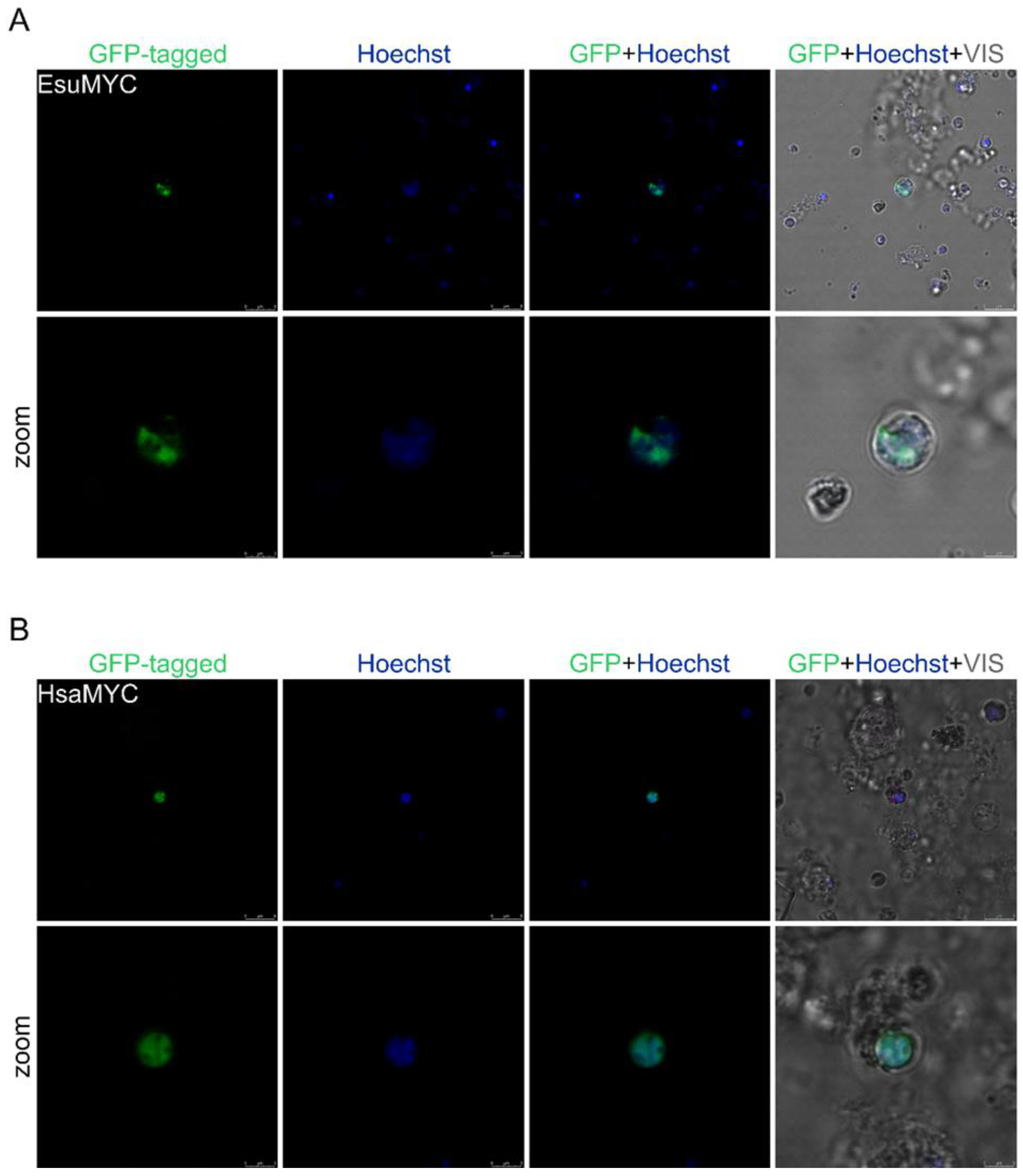 Transfection of Sponge Cells and Intracellular Localization of Cancer ...