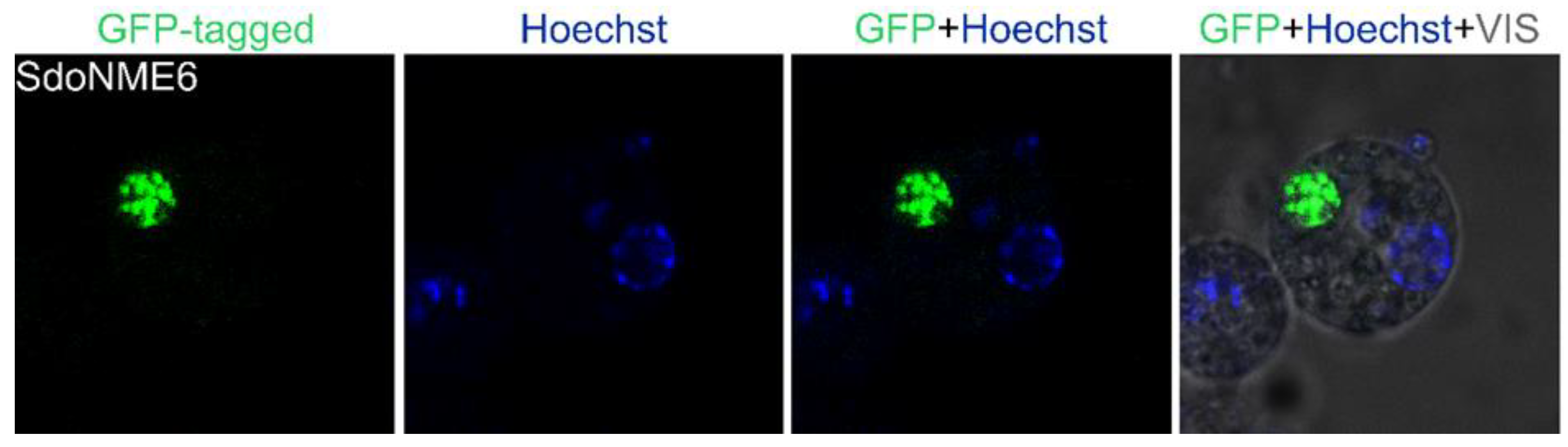 Transfection of Sponge Cells and Intracellular Localization of Cancer ...