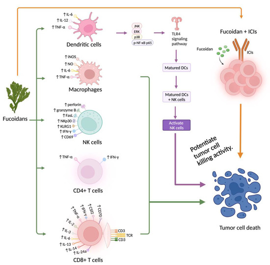 Immunopotentiating Activity of Fucoidans and Relevance to Cancer ...