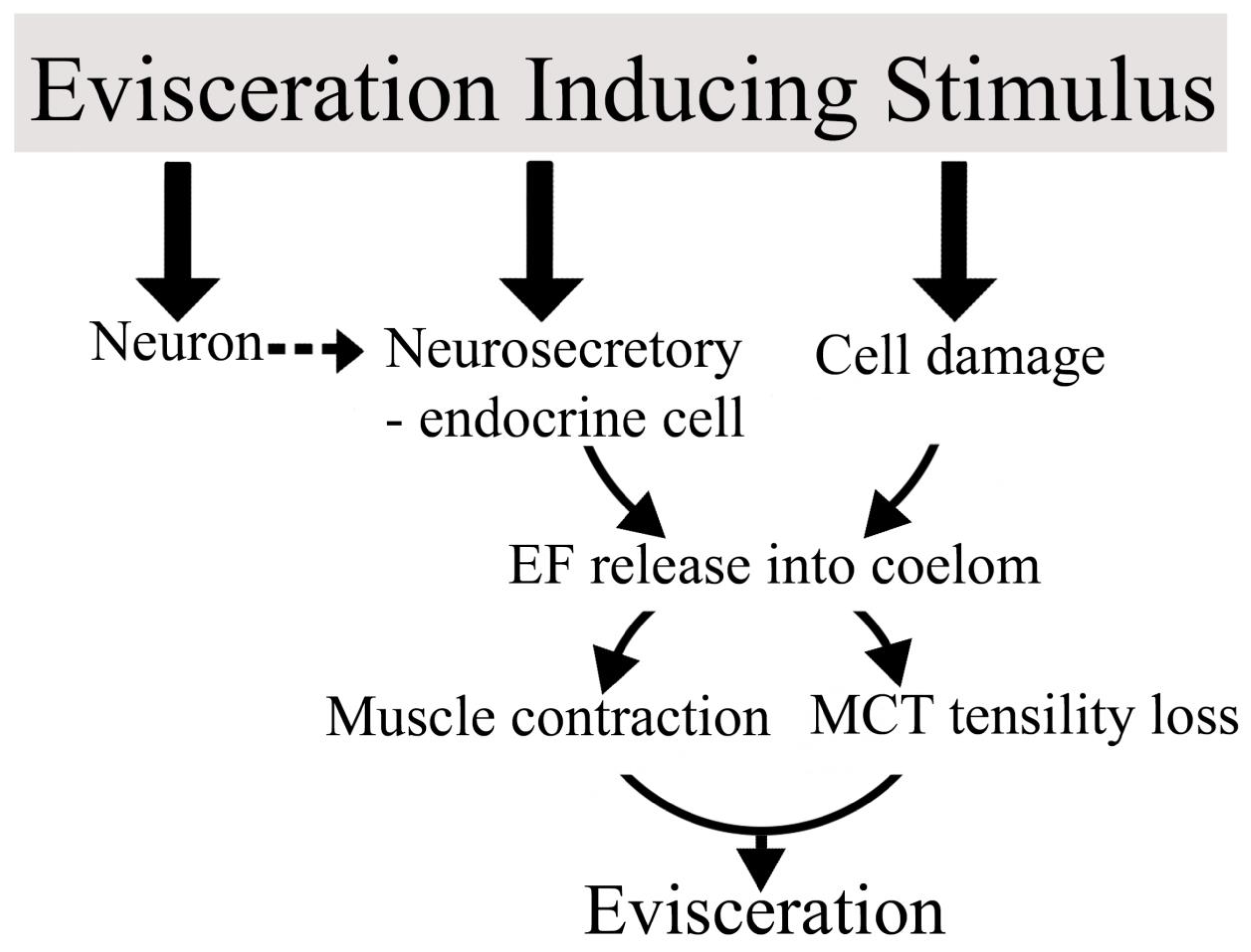 Morphological, Physiological and Mechanical Features of the Mutable ...