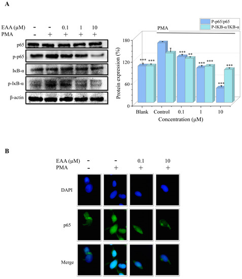Mechanisms of Antitumor Invasion and Metastasis of the Marine Fungal ...