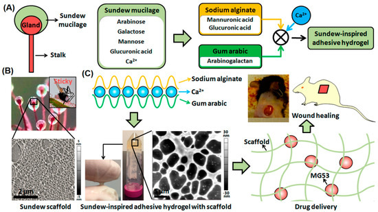 Alginate-Based Biomaterials in Tissue Engineering and Regenerative Medicine