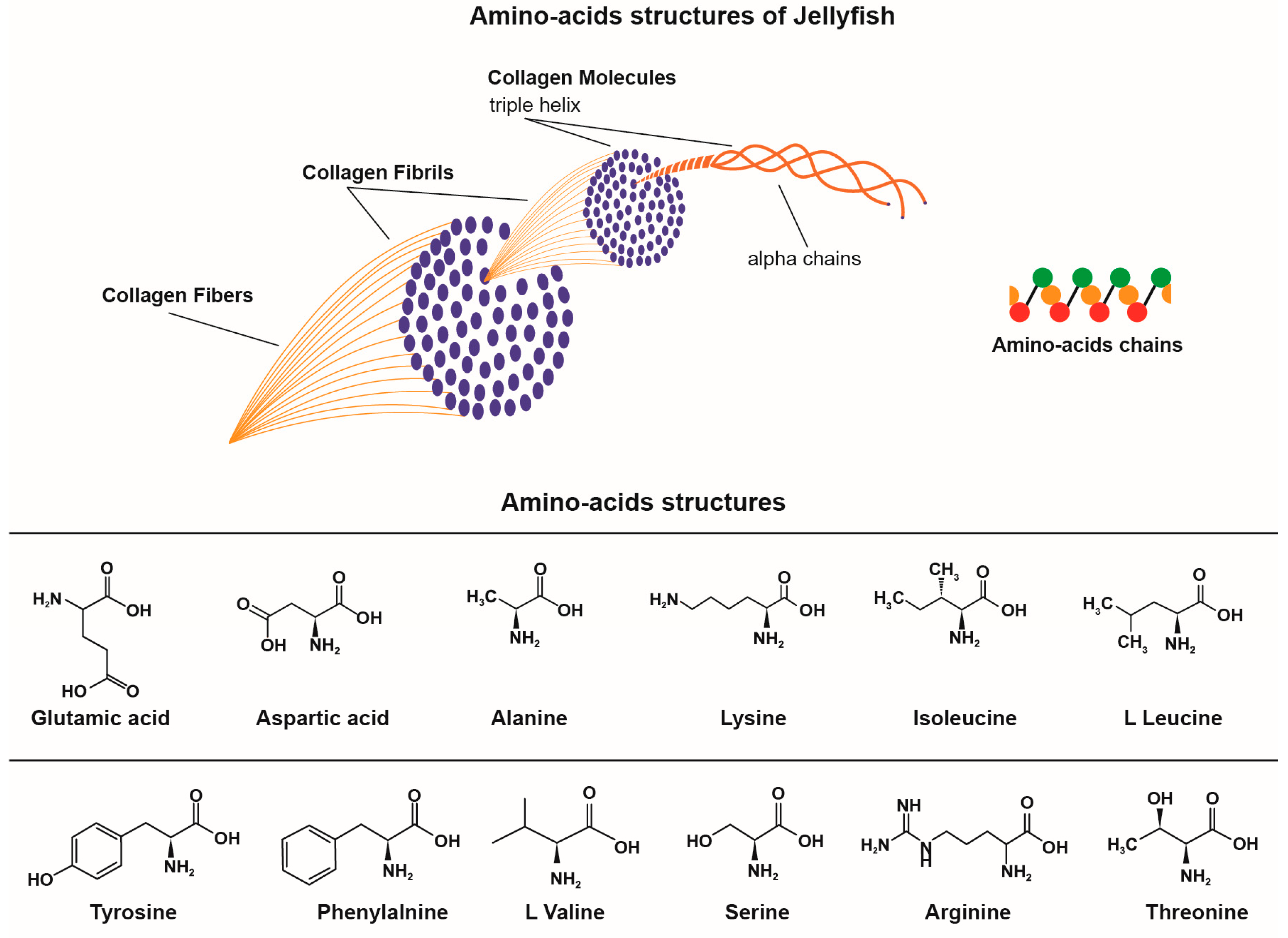Jellyfishes—Significant Marine Resources with Potential in the Wound ...