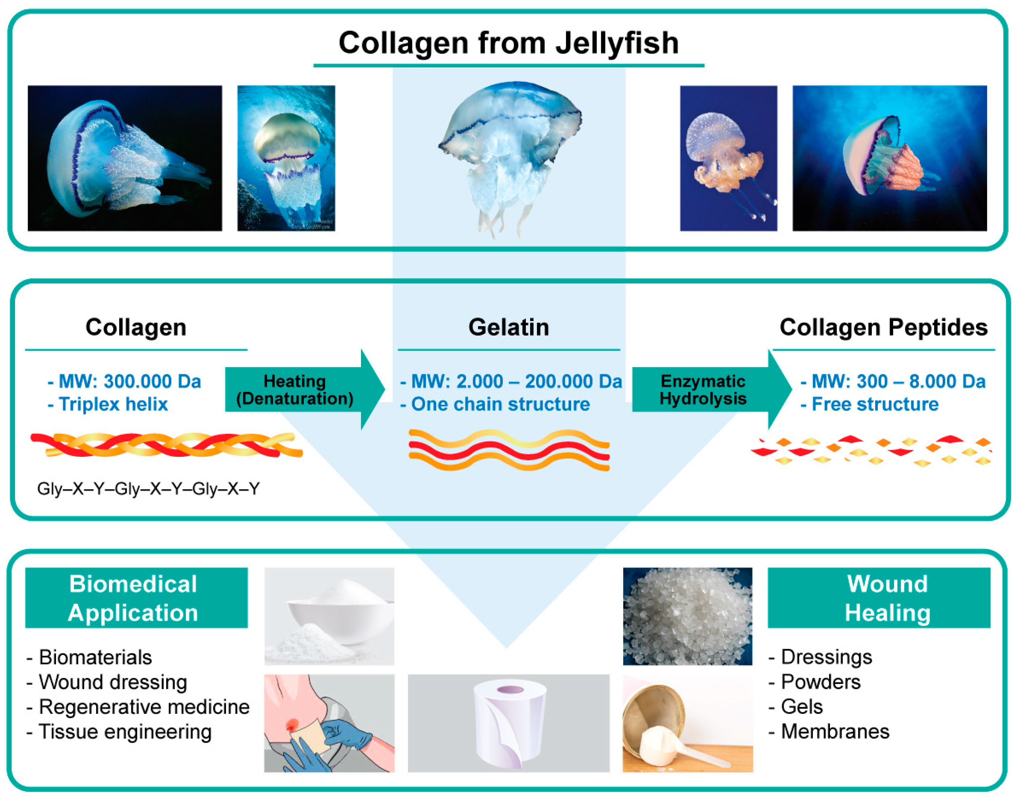 Jellyfishes—Significant Marine Resources with Potential in the Wound ...