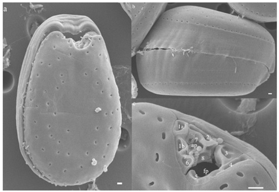 Ribosomal DNA Sequence-Based Taxonomy and Antimicrobial Activity of ...