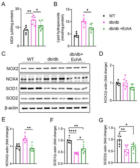 Echinochrome A Prevents Diabetic Nephropathy by Inhibiting the PKC-Iota ...