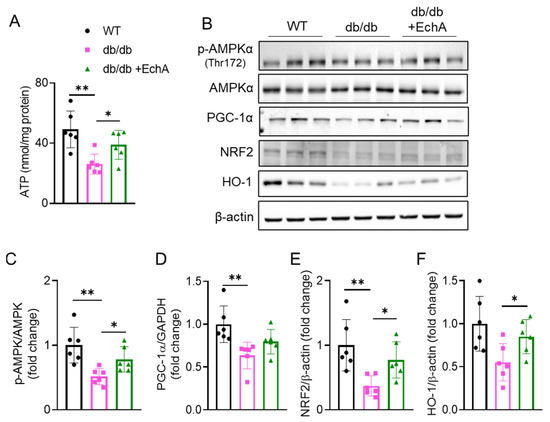 Echinochrome A Prevents Diabetic Nephropathy by Inhibiting the PKC-Iota ...
