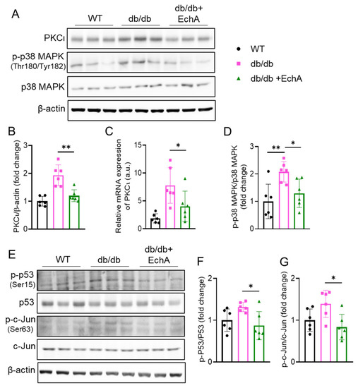 Echinochrome A Prevents Diabetic Nephropathy by Inhibiting the PKC-Iota ...
