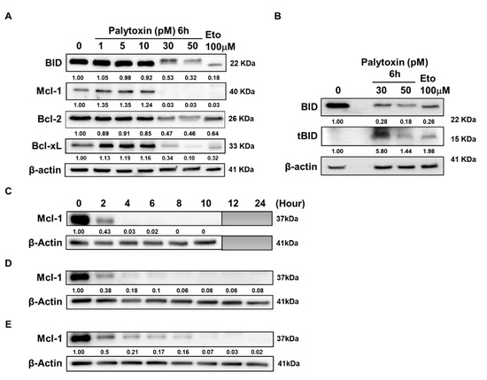 Marine Polyether Phycotoxin Palytoxin Induces Apoptotic Cell Death via ...