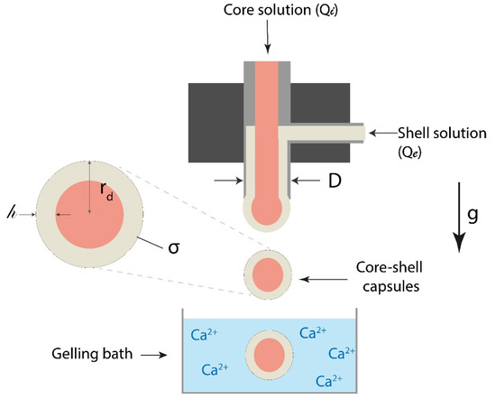 Alginate Core-Shell Capsules Production through Coextrusion Methods ...