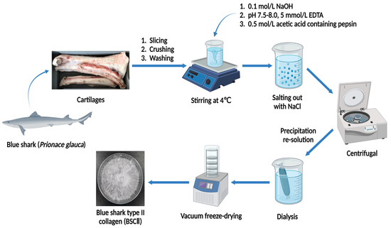 Isolation and Biochemical Properties of Type II Collagen from Blue ...