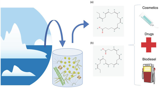 Microalgae from Cold Environments and Their Possible Biotechnological ...